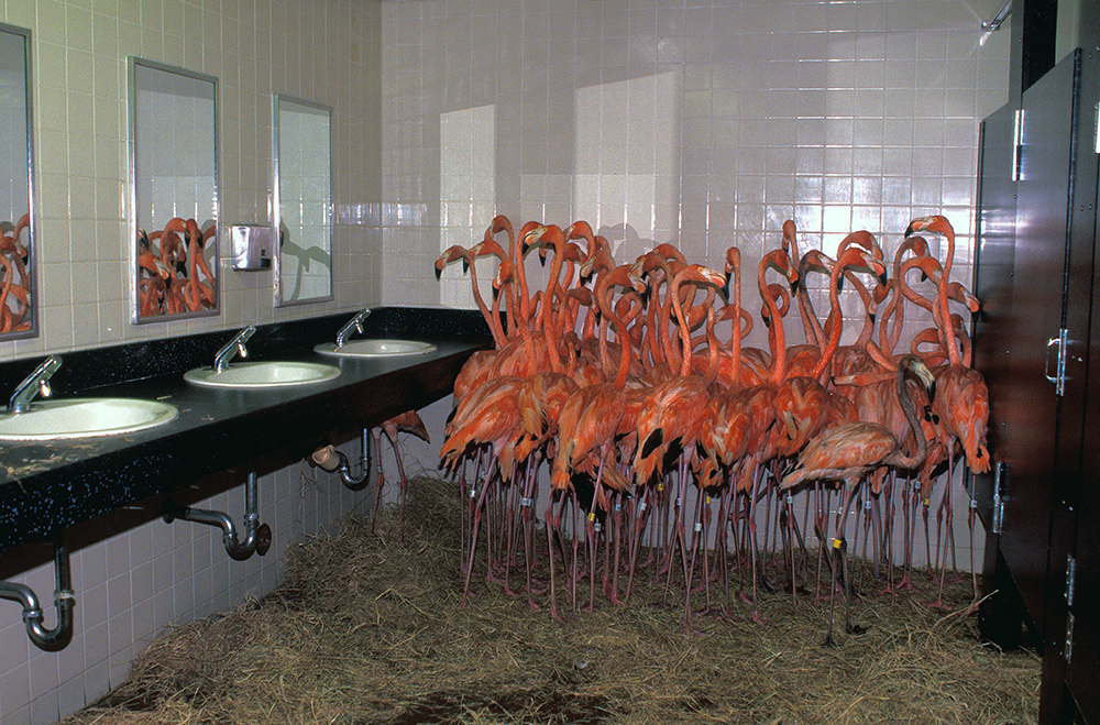 Relatos en inglés - Duolingo