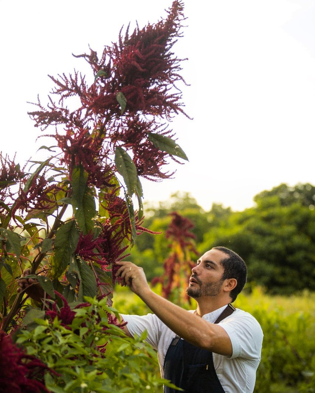 Episode 131: El paraíso del chef (The Chef’s Paradise) - Revisited ...