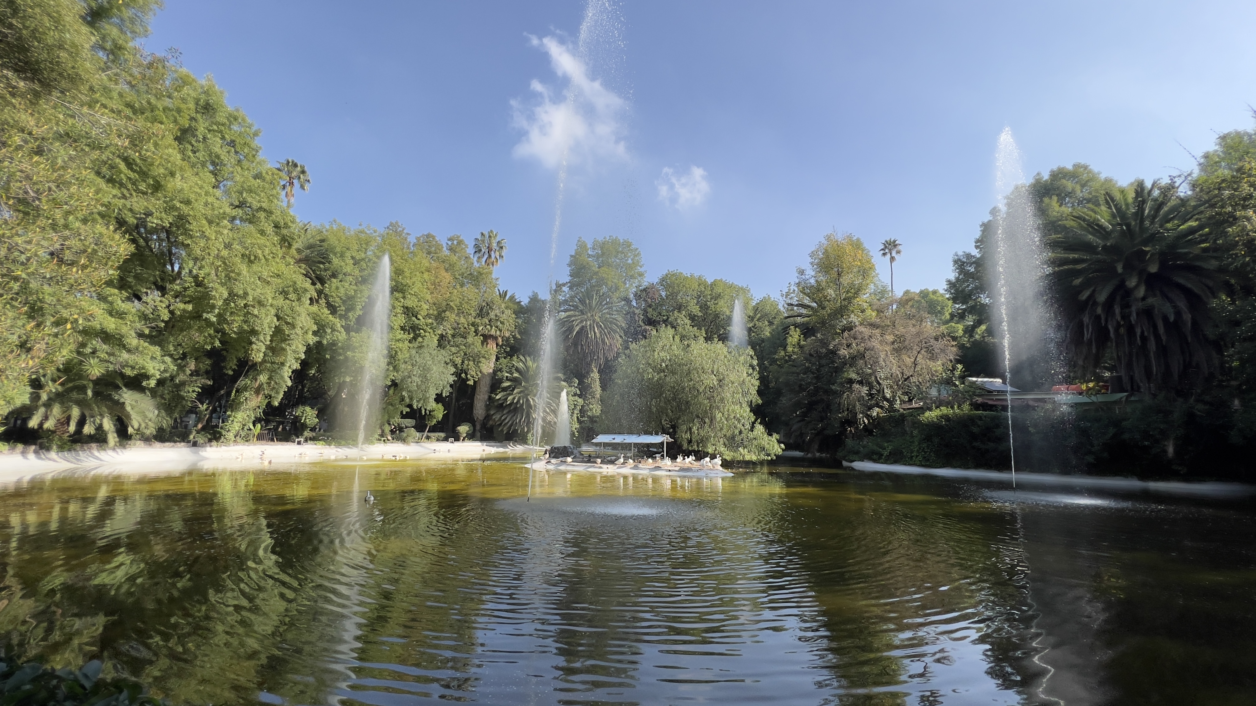 Episode 140: Mexico City - Perros de La Condesa - Revisited - Duolingo