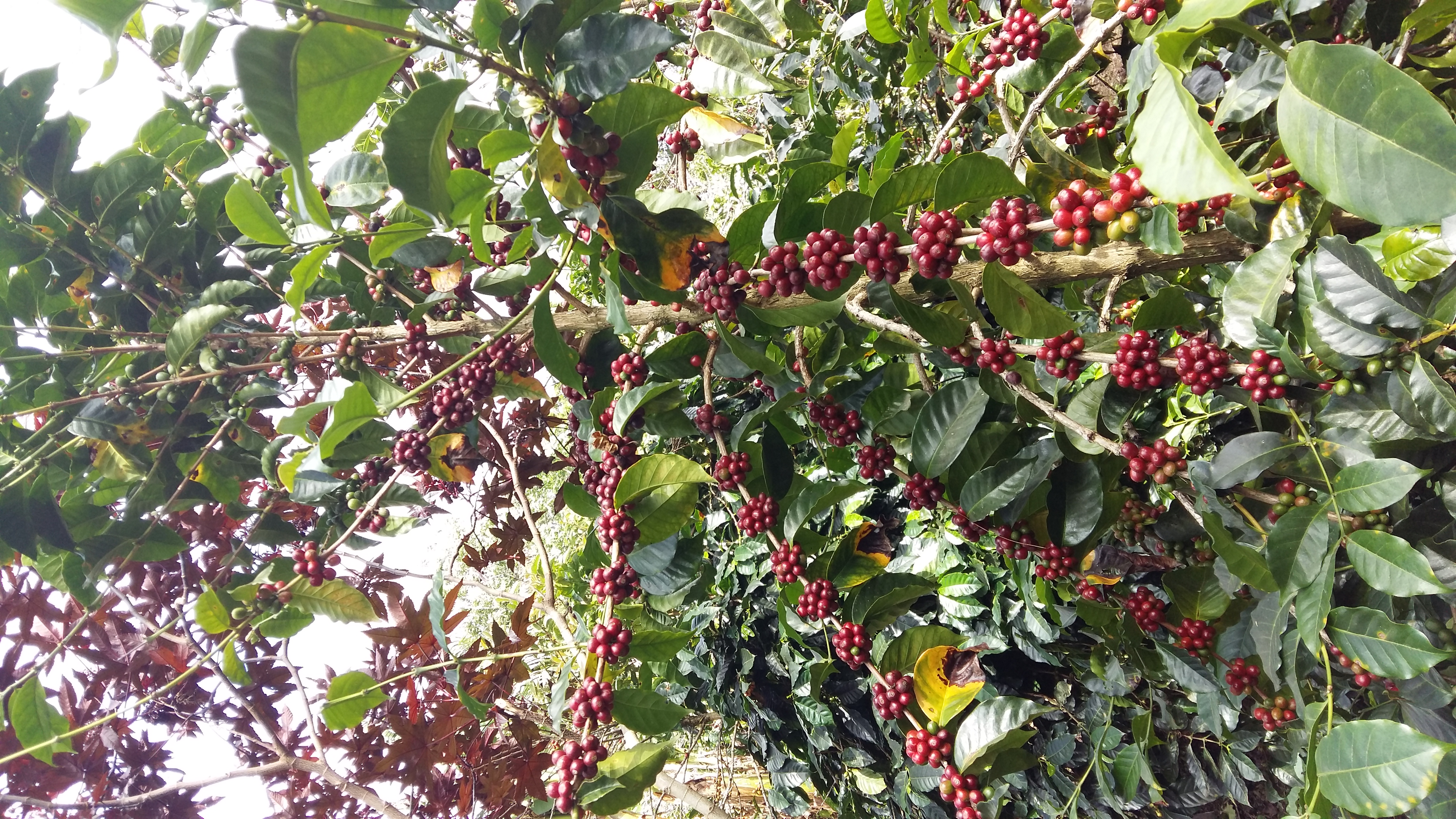 Episode 33: El Milagro del Café (The Coffee Miracle) - Duolingo