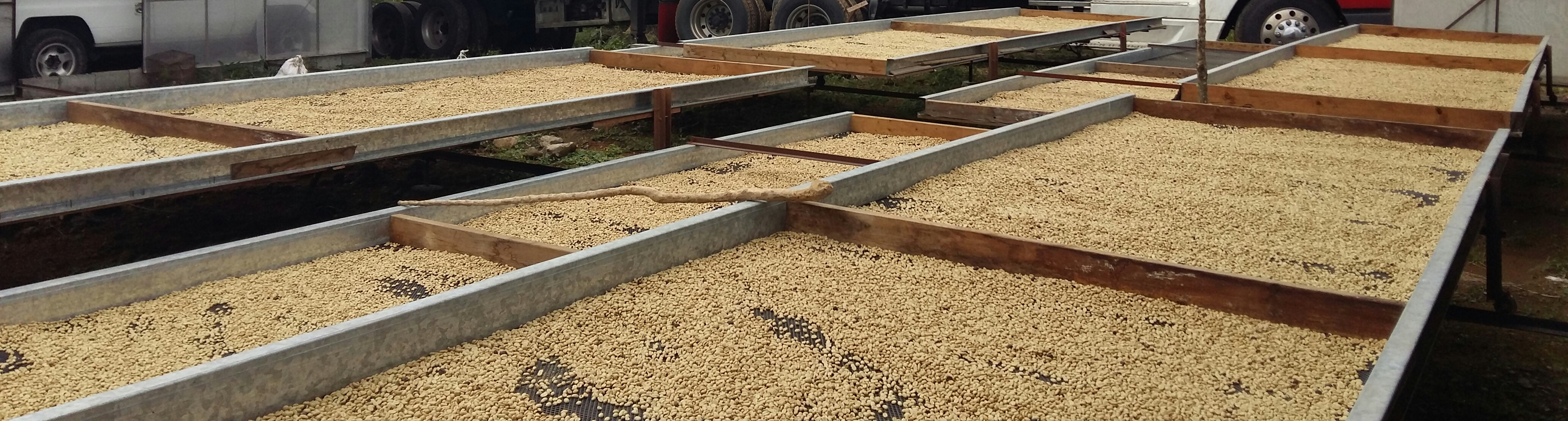 Episode 33: El Milagro del Café (The Coffee Miracle) - Duolingo