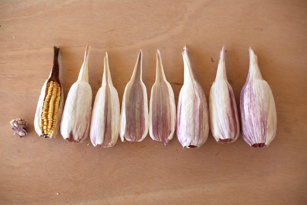 Episode 35: Colores del Maíz (Shades of Maize) - Duolingo